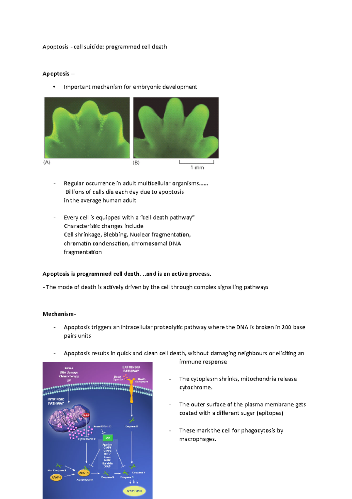 Bio Note 18 - Lecture notes 1-3 - Apoptosis - cell suicide: programmed ...