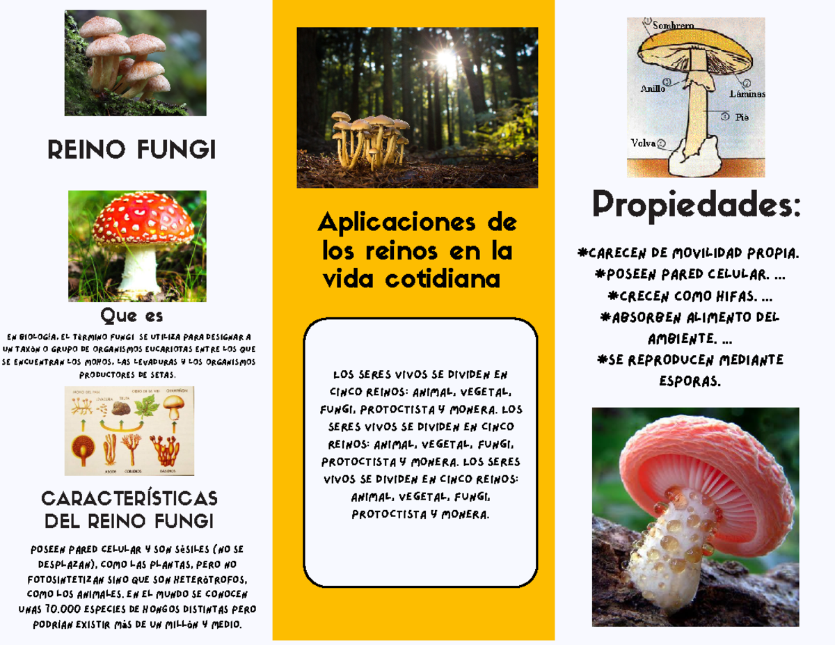 triptico del REINO FUNGI - CARACTERÍSTICAS DEL REINO FUNGI Poseen pared ...