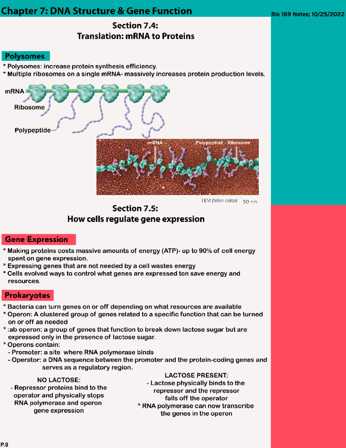 Chapter 7; Section 4: Translations: mRNA to Proteins - BIOL 189 - Studocu