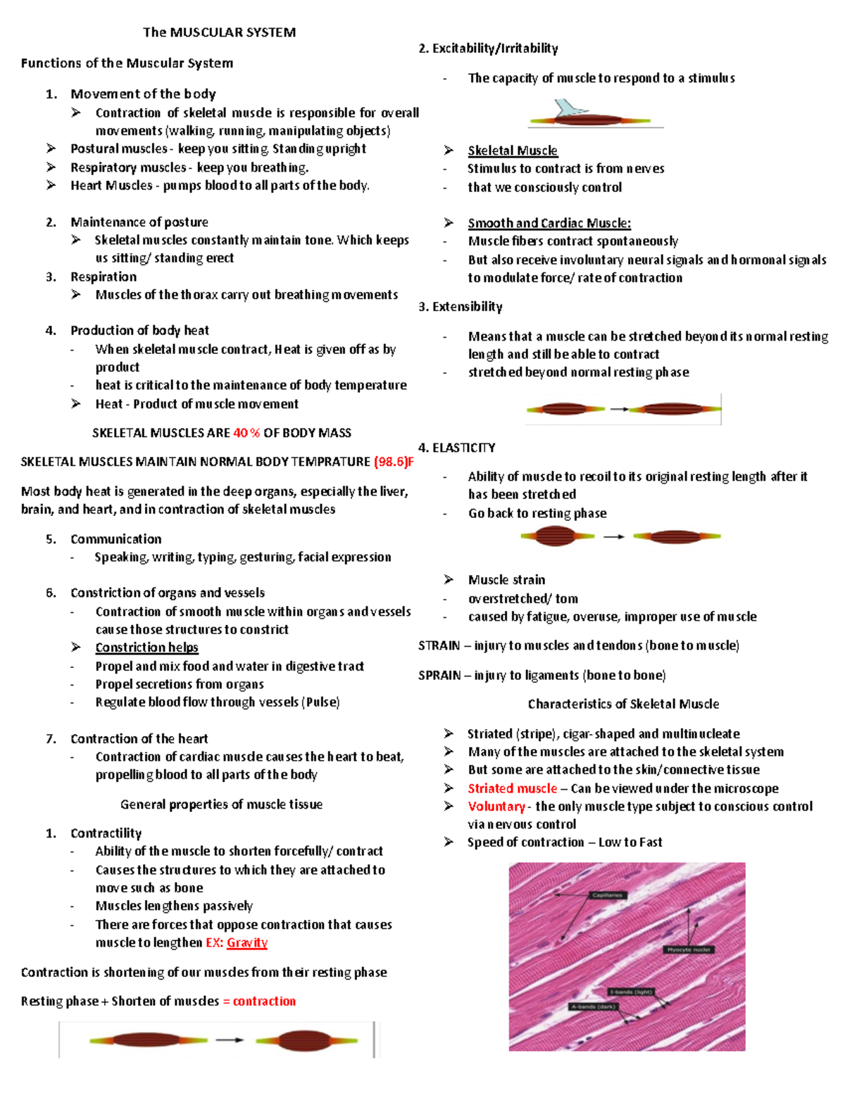 Anatomy and physiology student reviewer biology - The MUSCULAR SYSTEM ...
