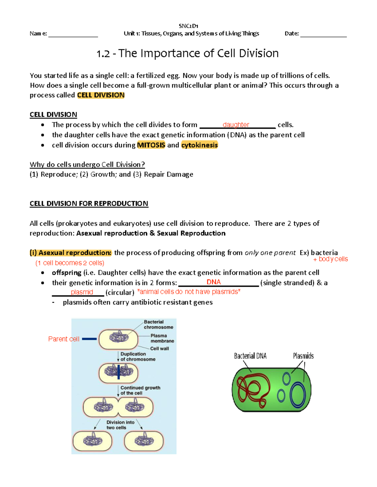 1.2 - The Importance of Cell Division - SNC2D Name ...