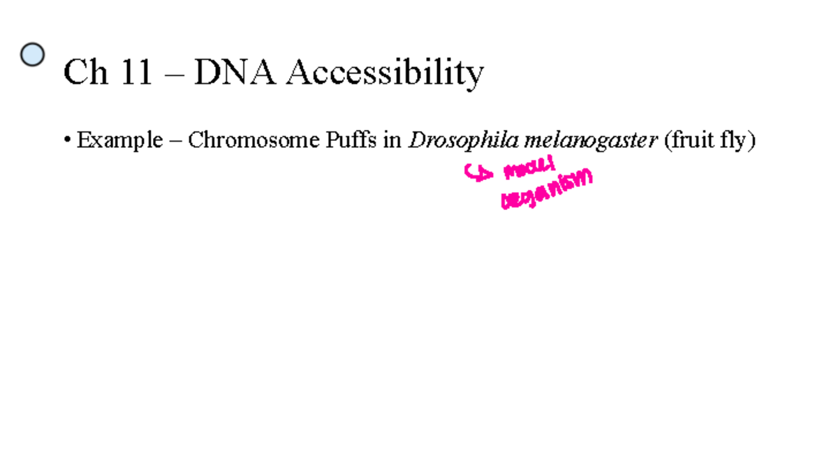 Genetics chapter 11 - These are PowerPoint notes - Ch 11 – DNA ...