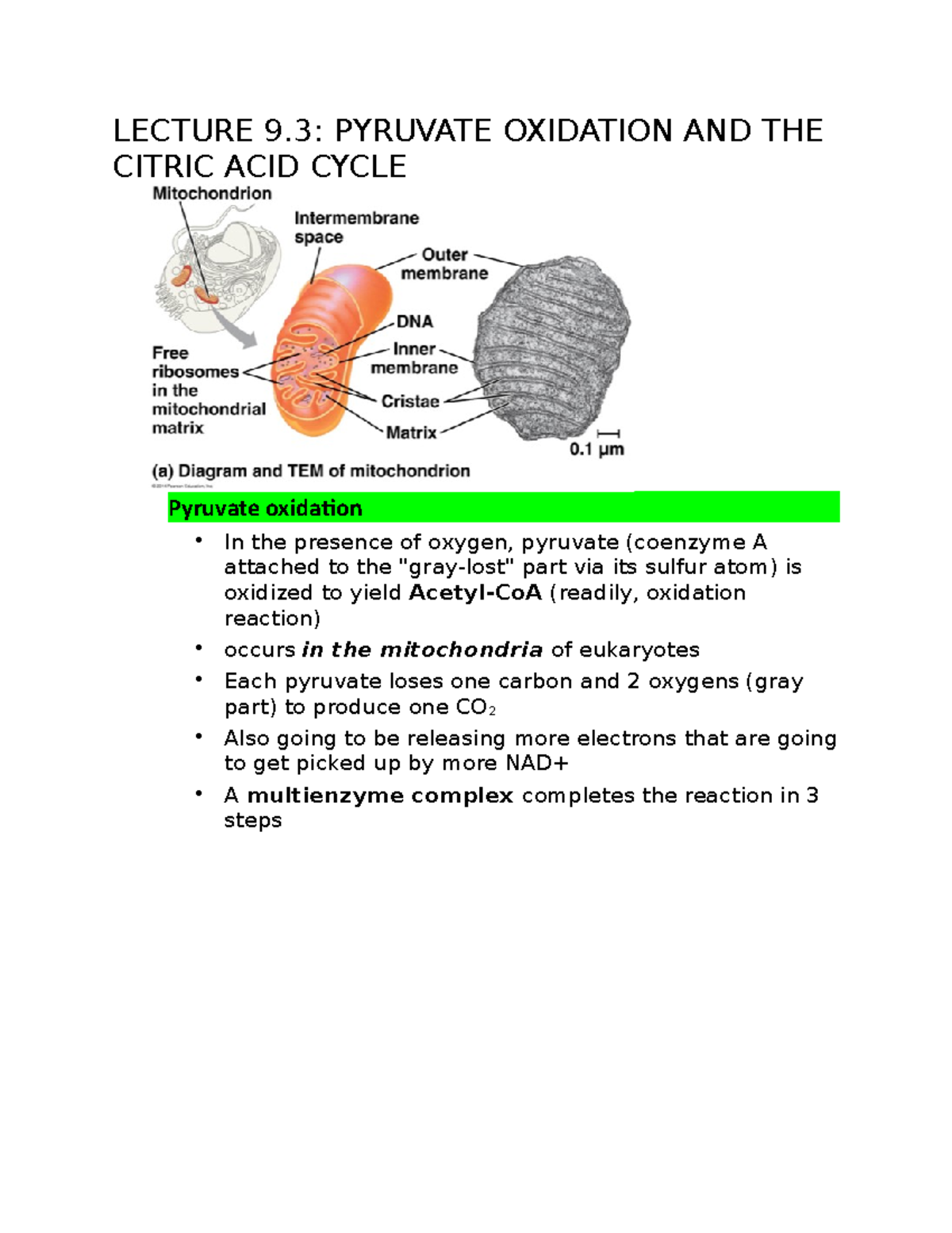 Chapter 9 lecture part 2 - LECTURE 9: PYRUVATE OXIDATION AND THE CITRIC ...