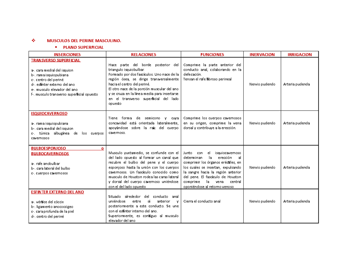 Guias DE Anatomia Musculos DEL Perine - MUSCULOS DEL PERINE MASCULINO ...