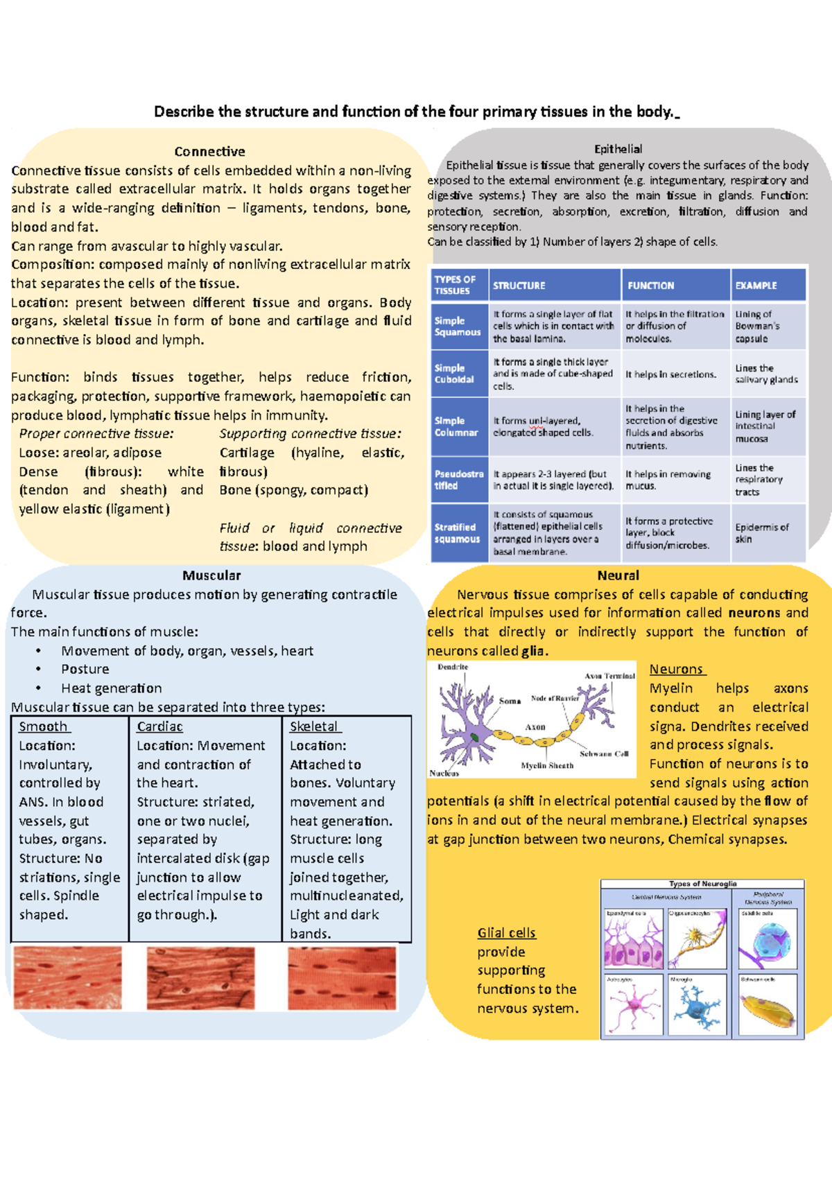 1 Intro week - first week BM4 - Describe the structure and function of the four primary tissues ...
