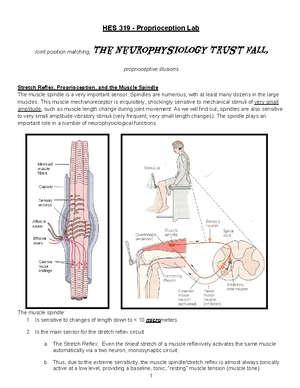 Kinesiology Chapter 2 Notes - Kinesiology Chapter 2: Musculature ...