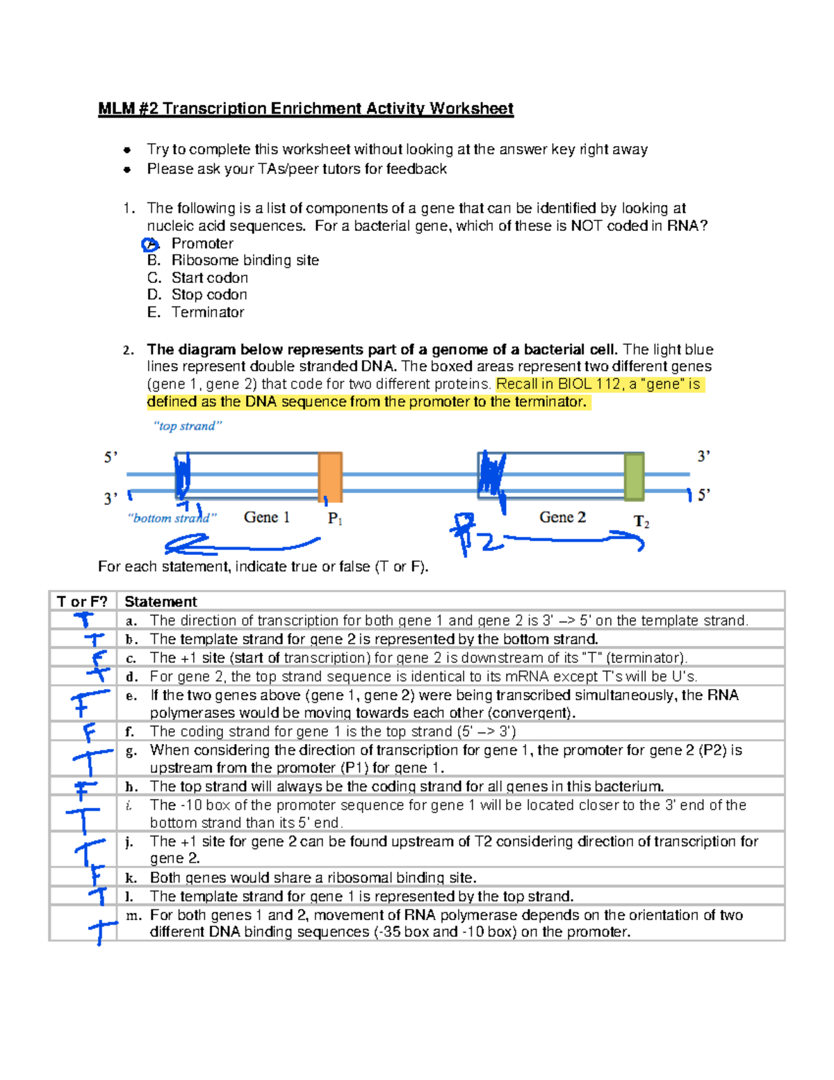 MLM2 Enrichment Activity - MLM #2 Transcription Enrichment Activity ...