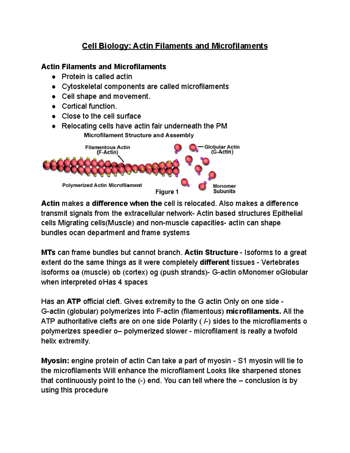 Cell Biology Actin Filaments and Microfilaments - Cortical function ...