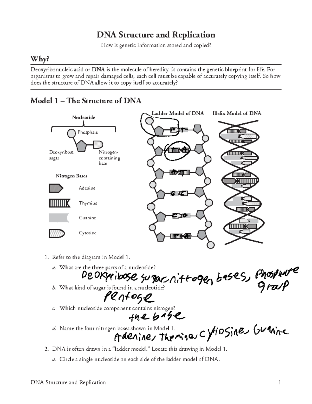 18 DNA Structure and Replication-S - It contains the genetic blueprint ...