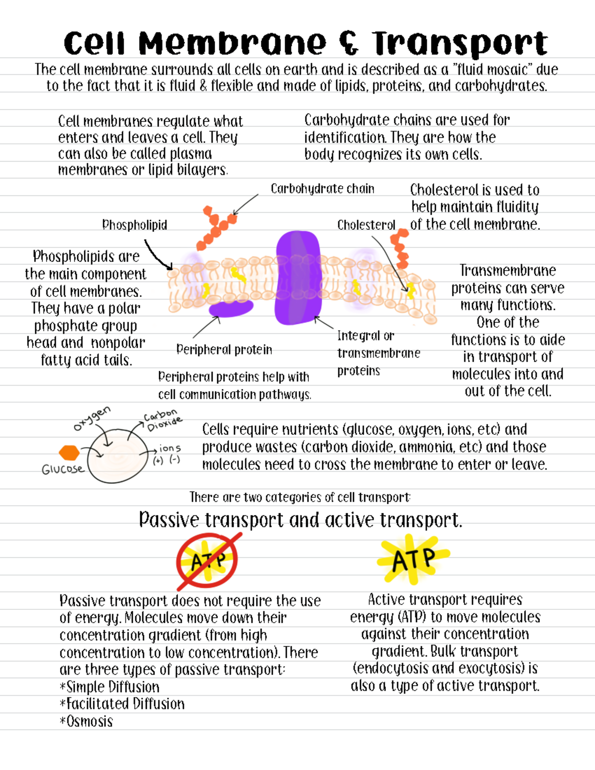 Cell Membrane and Transport - Carbohydrate chain Cholesterol Integral ...