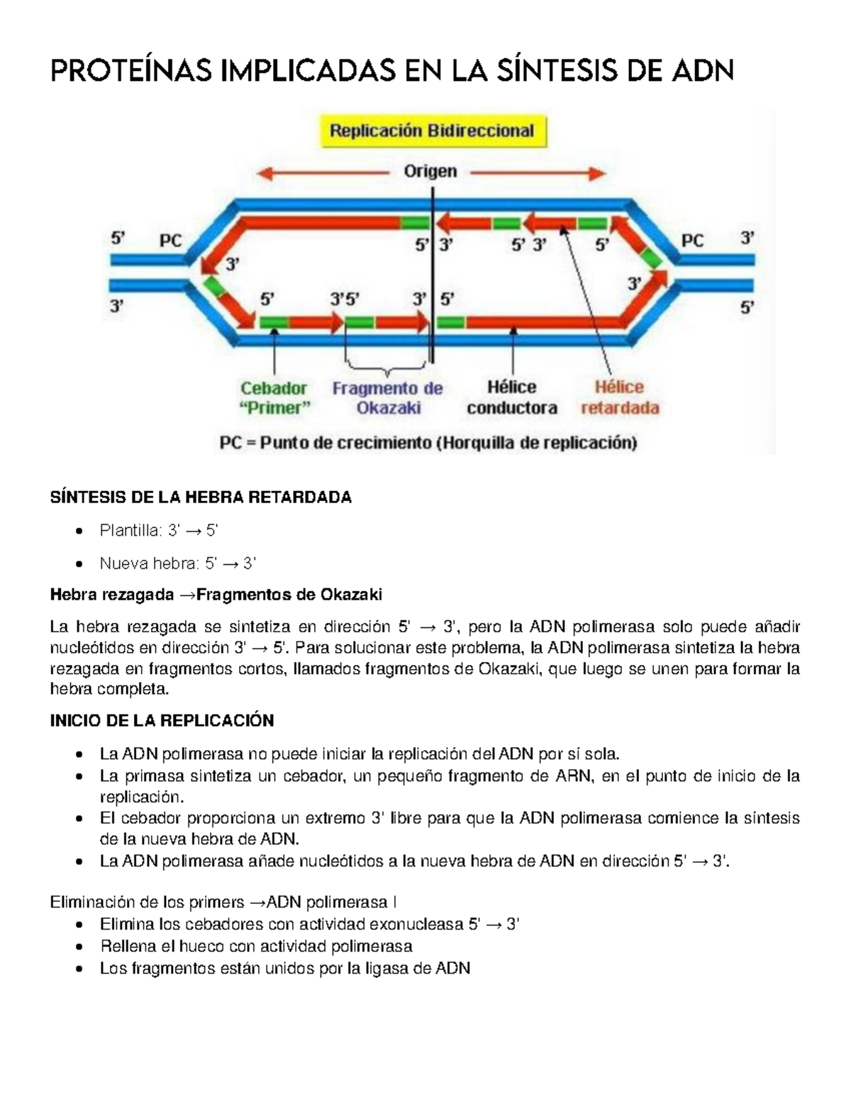 Tema 3 - Proteínas implicadas en la síntesis de ADN - SÍNTESIS DE LA ...
