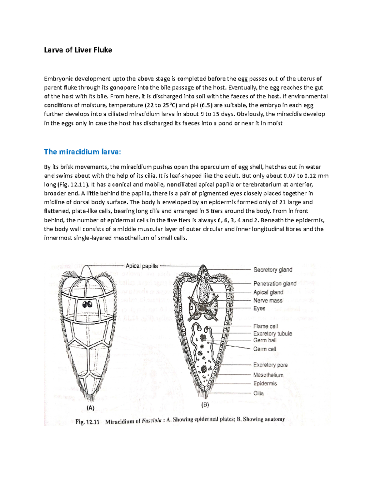 Larva of liver fluke - Larva of Liver Fluke Embryonic development upto ...