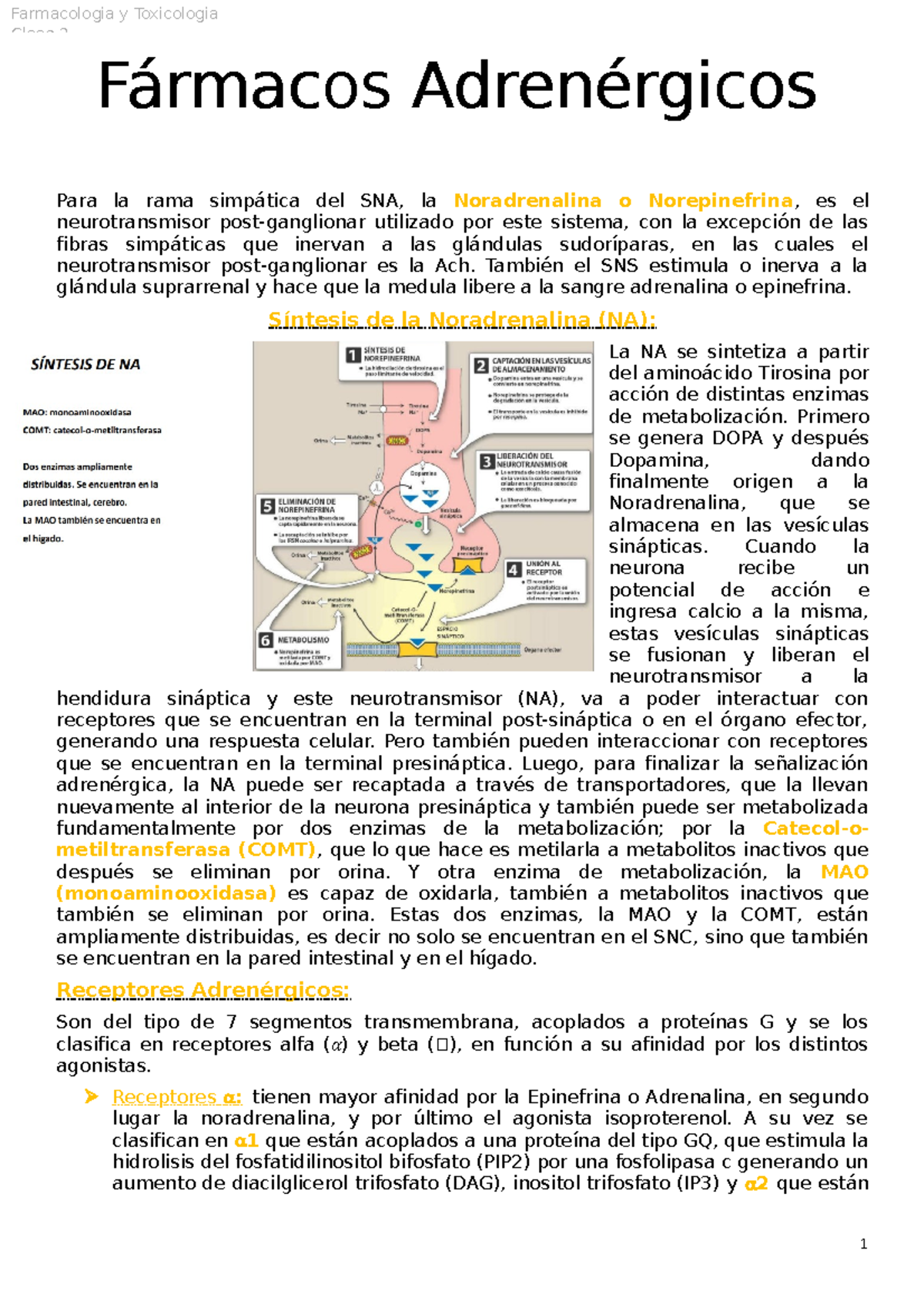 Farmacos Adrenergicos (clase 2) - Para la rama simpática del SNA, la ...