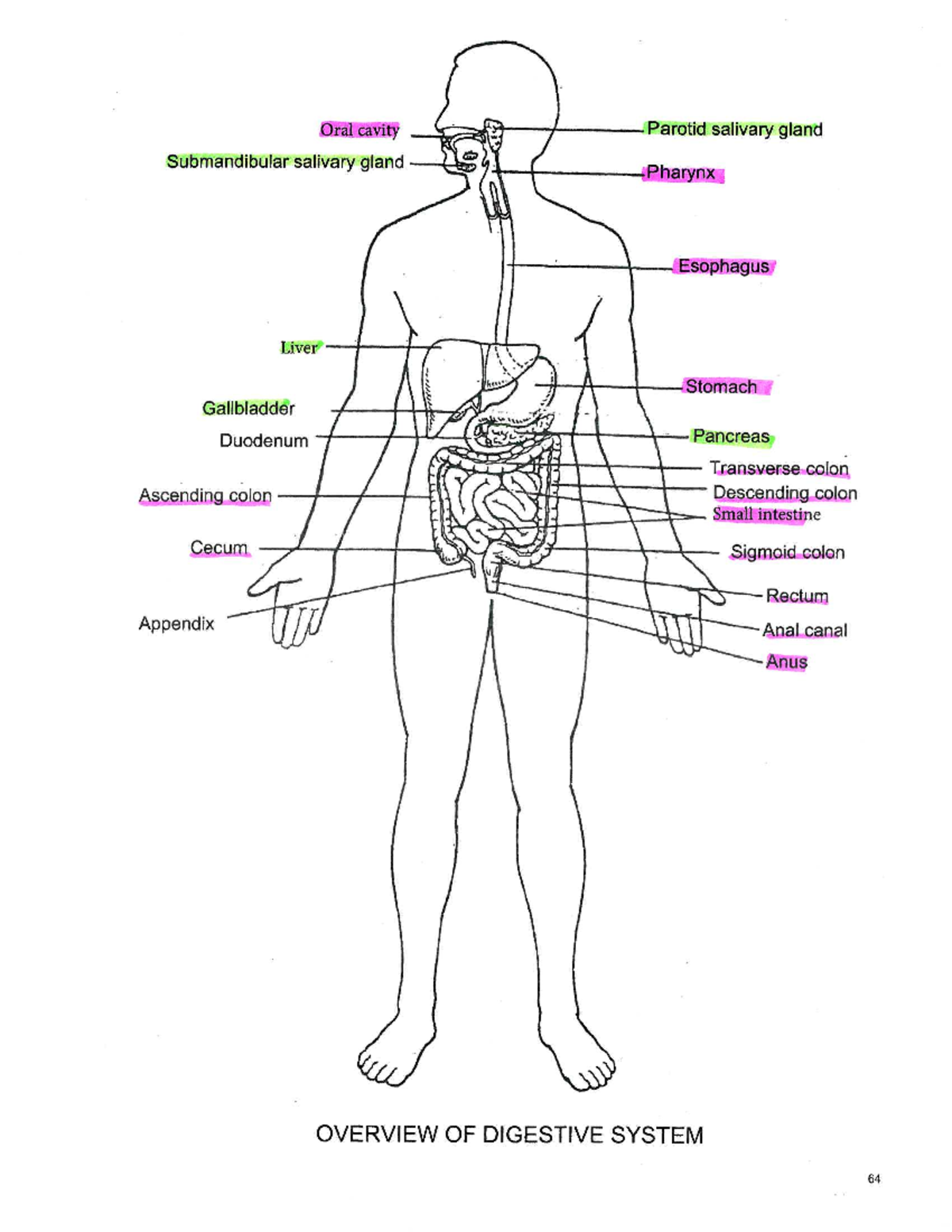 Digestive System Anatomy - Nur101 - Studocu