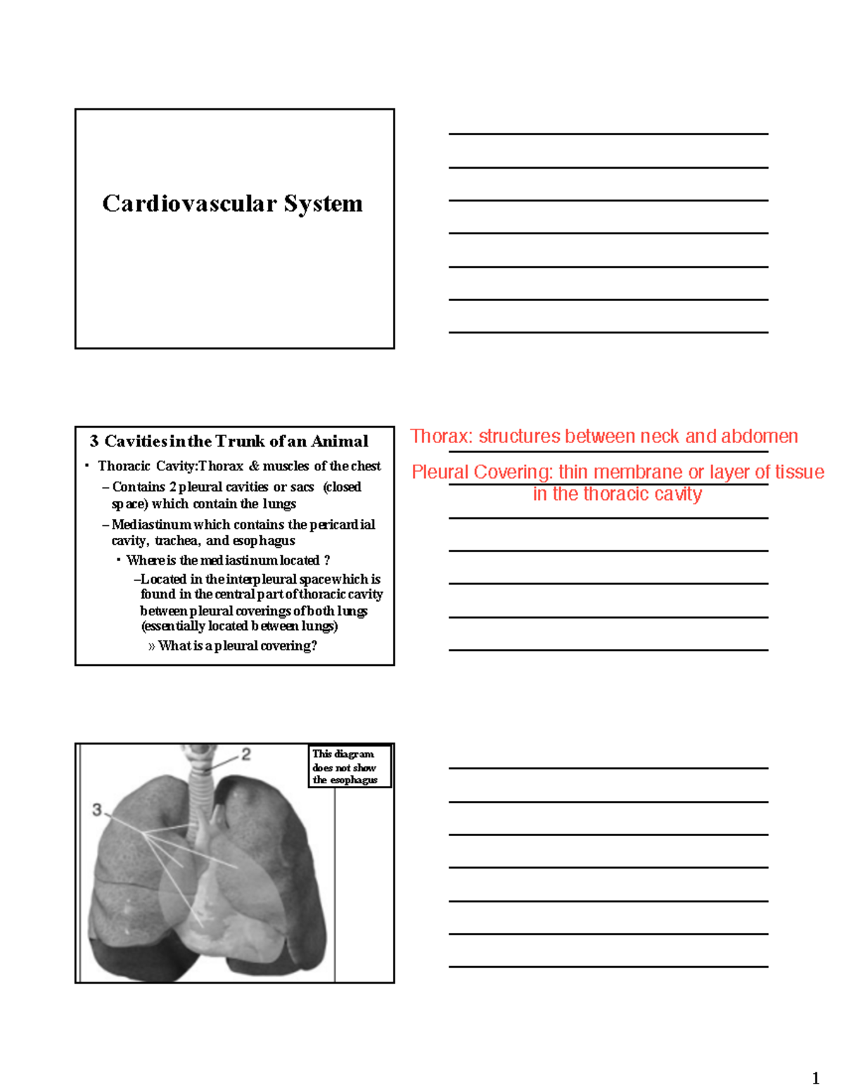 Lecture 7 Cardiovascular & Respiratory Systems - Cardiovascular System ...