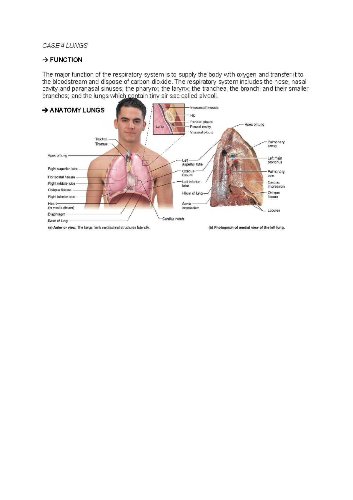 Case 4 Lungs - Tutorial case 4 - Warning: TT: more functions defined than expected Warning: TT ...