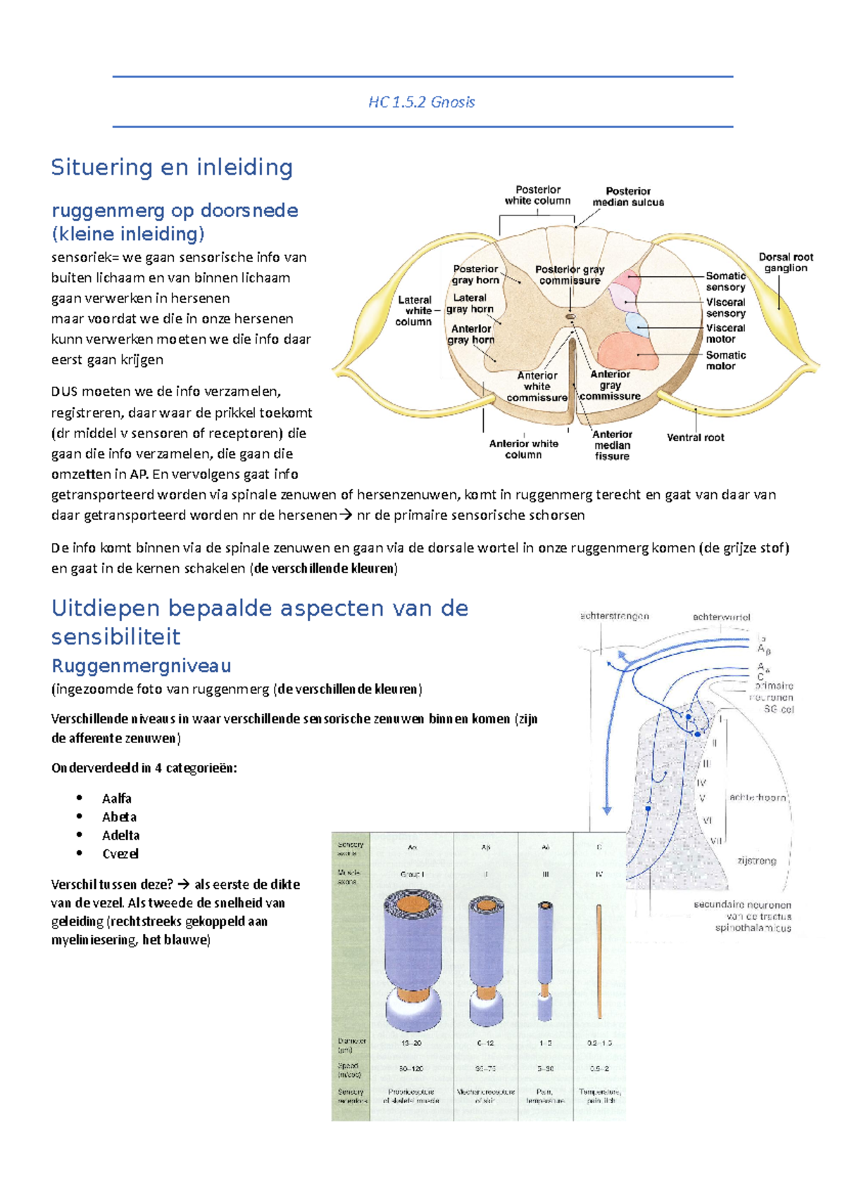 HC 1.5.02 gnosis - HC 1.5 Gnosis Situering en inleiding ruggenmerg op ...