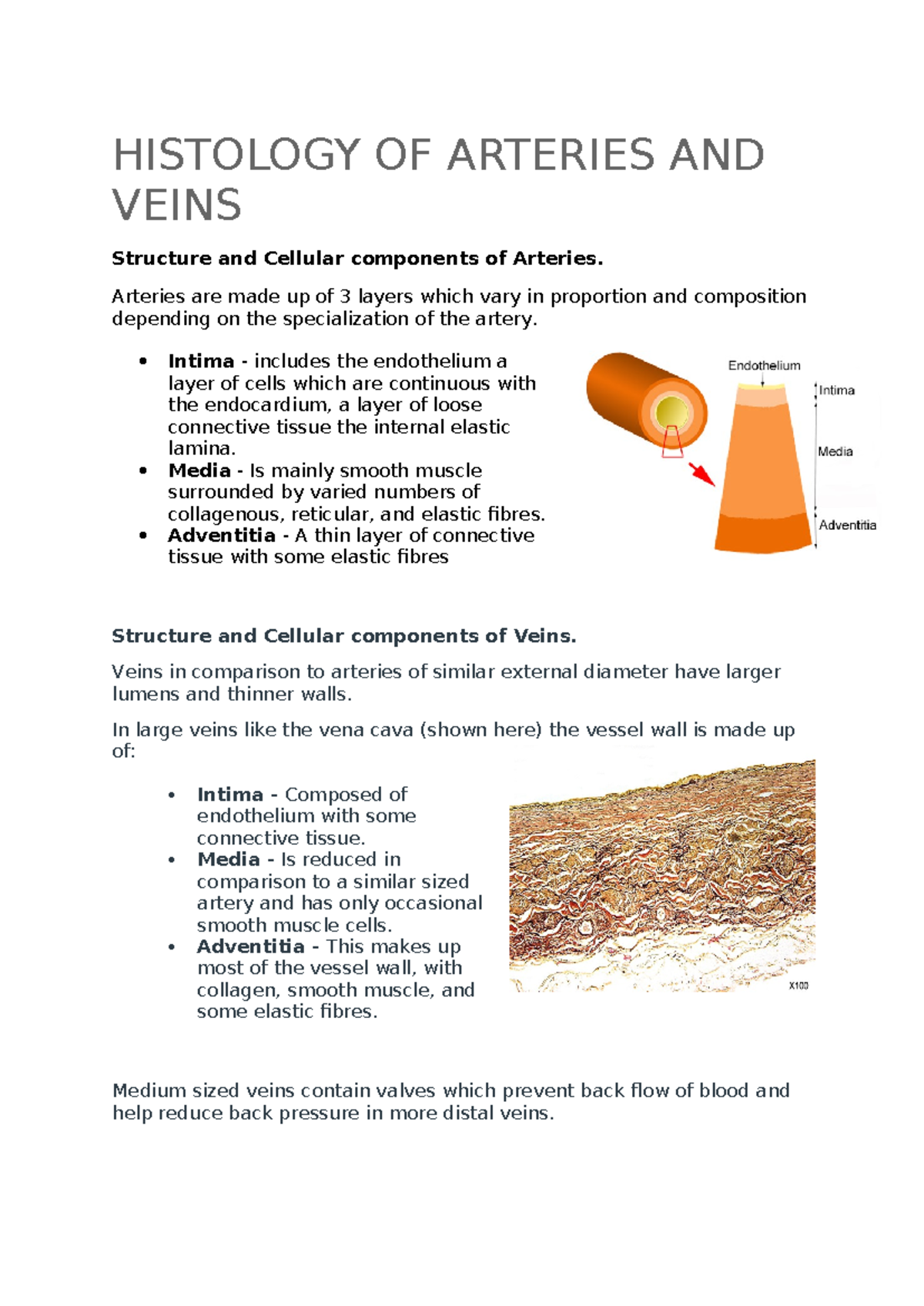 THE Histology OF Arteries AND Veins - HISTOLOGY OF ARTERIES AND VEINS ...