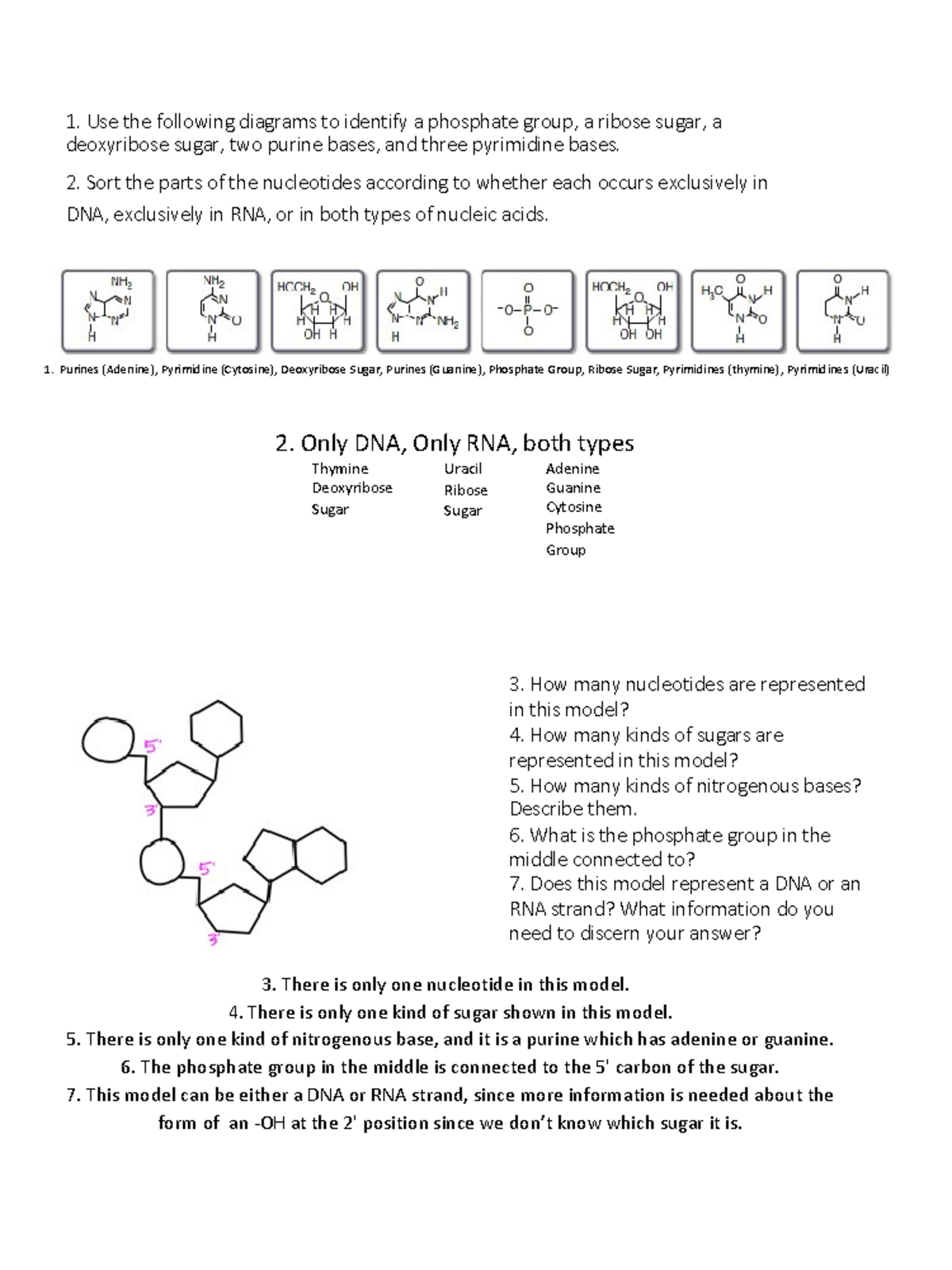 Nucleic Acids Worksheet - 1. Use the following diagrams to identify a ...