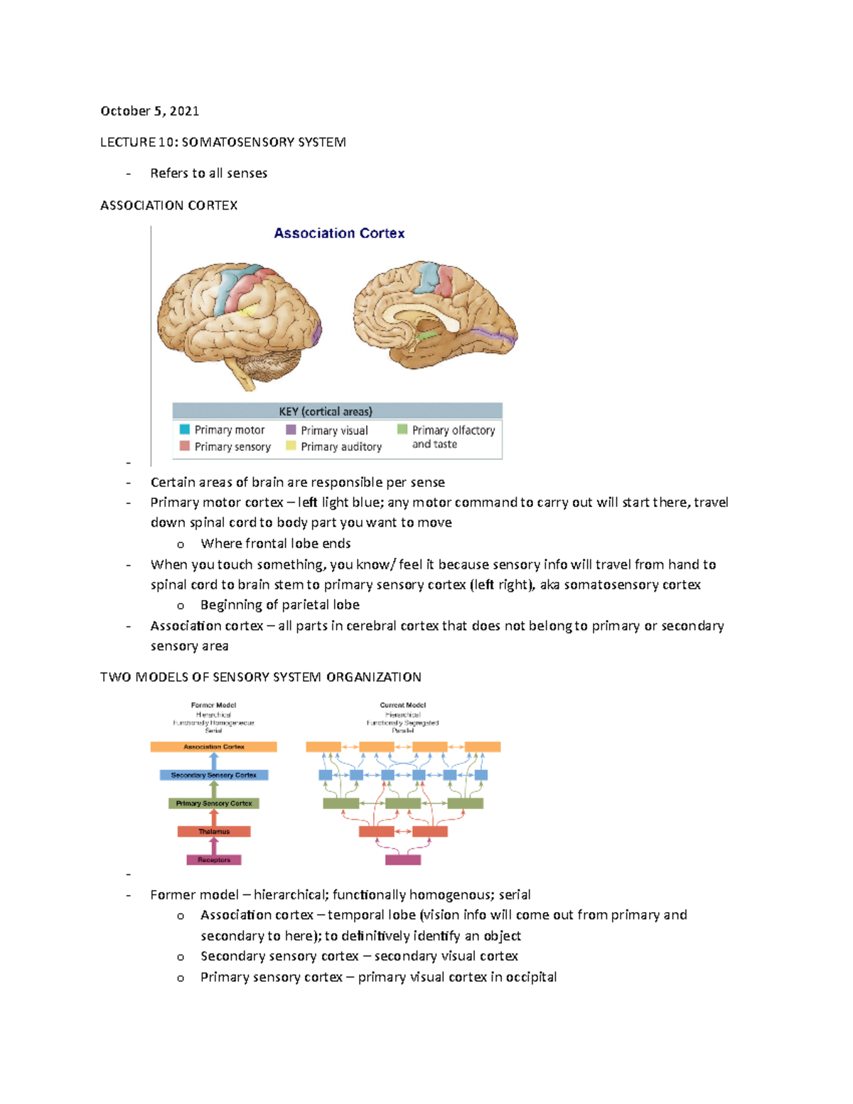 October 5 - somatosensory system, association cortex, two models of ...