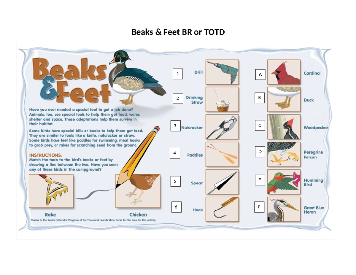 Beaks and feet br or totd 1 - Beaks & Feet BR or TOTD 1 5 6 4 3 2 F E D ...