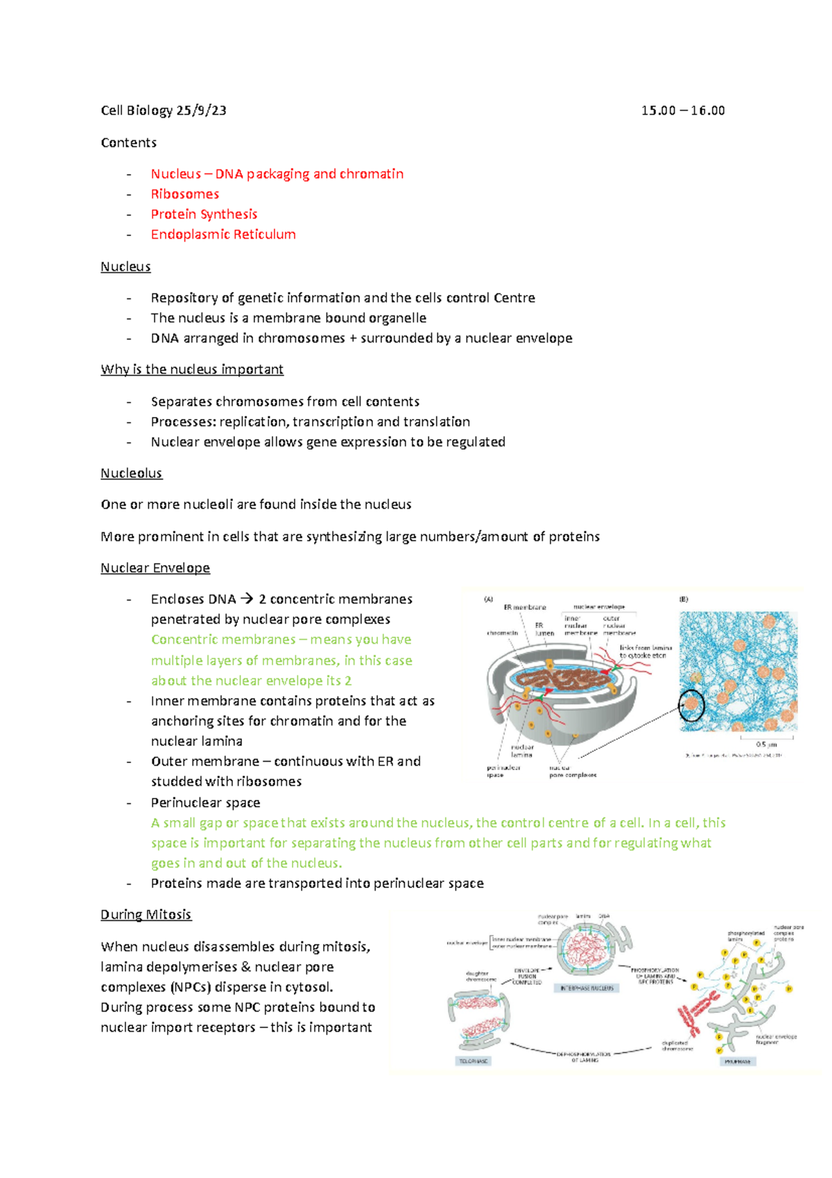Cell Biology 25923 - 25/9/23 - overview of the nucleus, ribosomes and ...