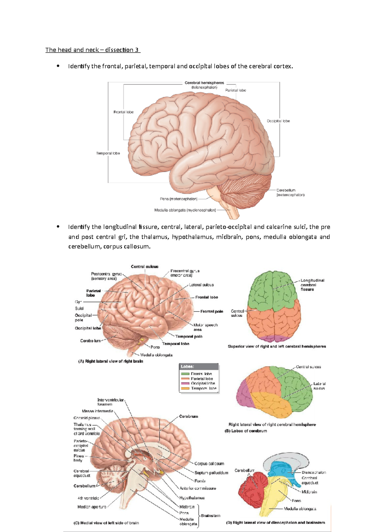 Head and neck dissection 3 - The head and neck – dissection 3 Identify ...