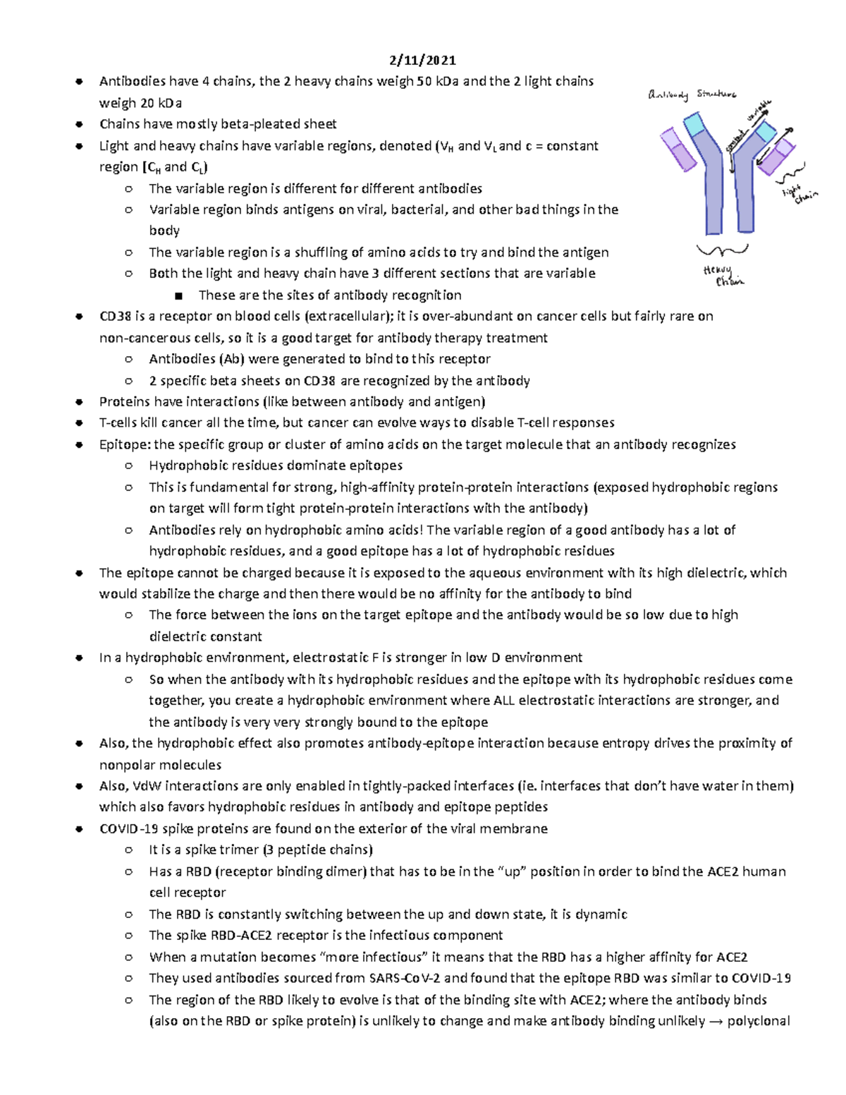 Bchm midterm 2 notes - 2/11/ Antibodies have 4 chains, the 2 heavy ...