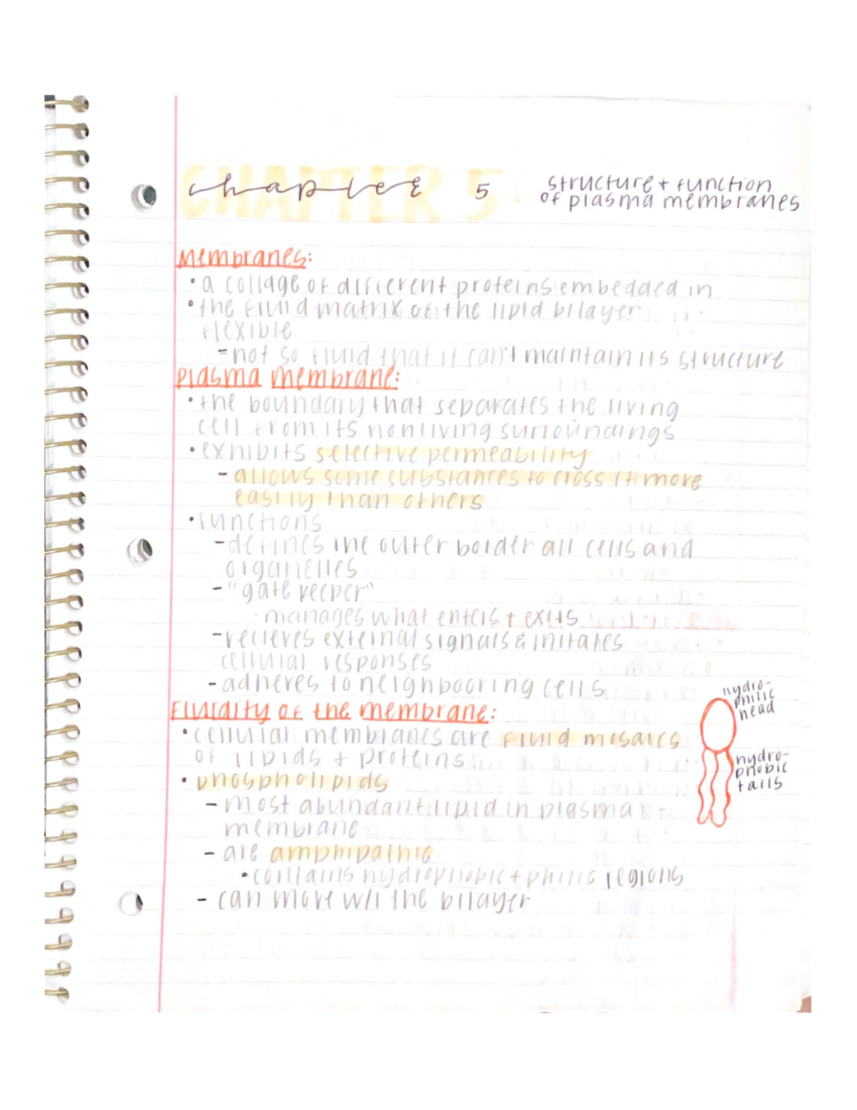 Bio 111 chapter 5 - structure and function of plasma membranes - BIOL ...