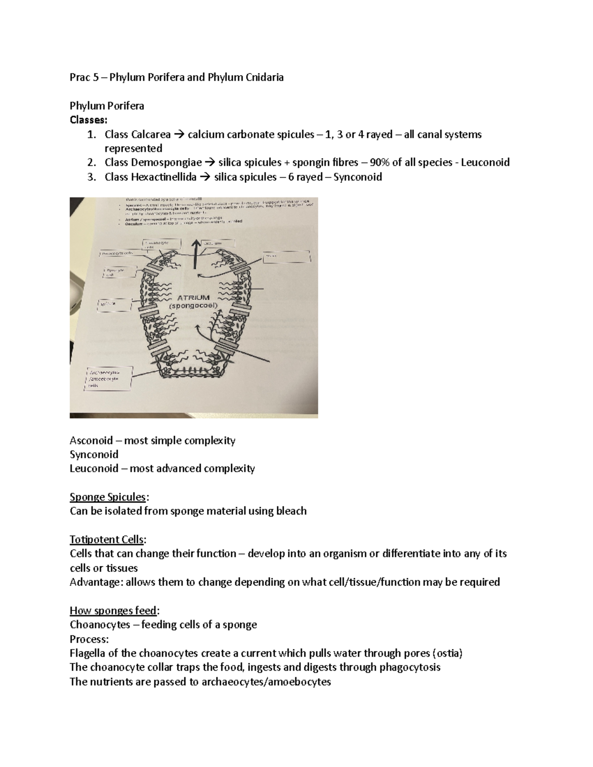 BS1007 prac notes - Prac 5 – Phylum Porifera and Phylum Cnidaria Phylum ...