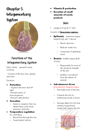 Chapter 4 Anaphy Notes - Chapter 4 Tissues, Glands, and Membranes ...