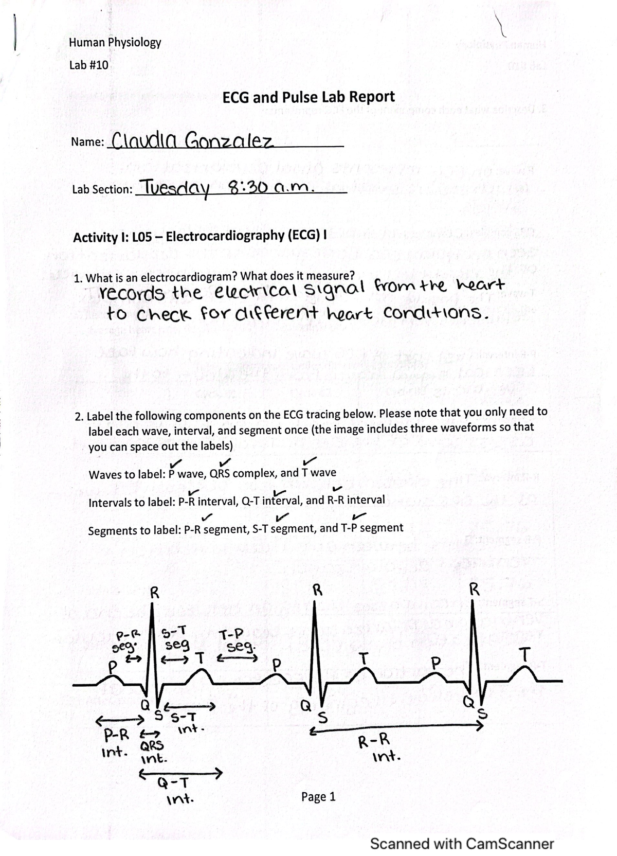 PHSO Laboratory 12 - Human Physiology Lab ECG and Pulse Lab Report Name ...