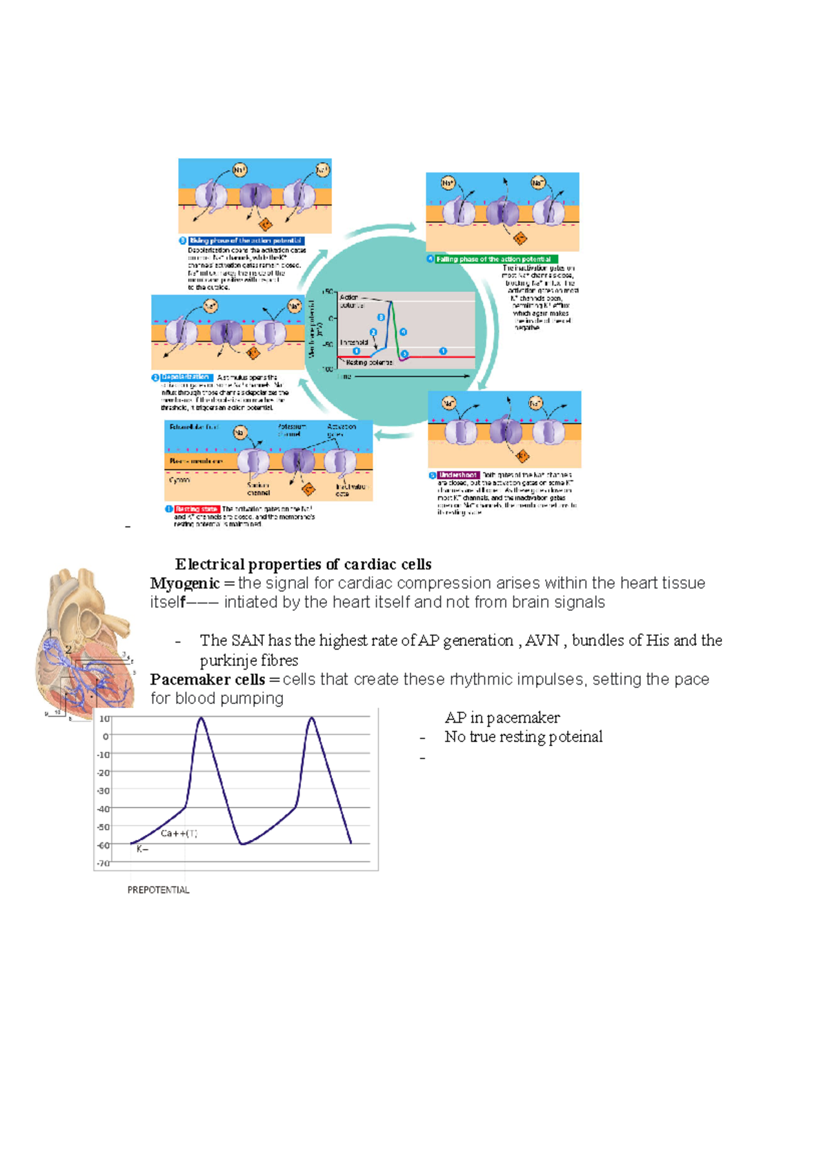 Week 1 - pacemaker cells - Electrical properties of cardiac cells ...