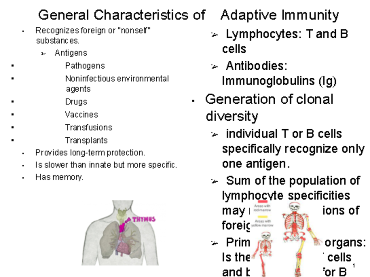 Chapter 8 Adaptive immunity(updated 23) - General Characteristics of ...