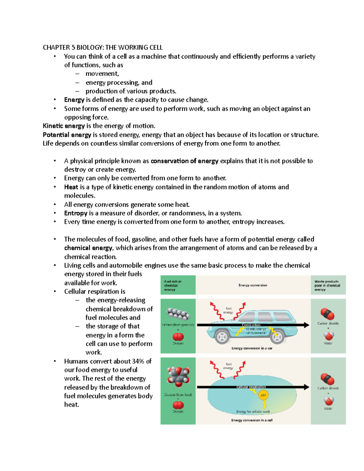 Chapter 5 biology - CHAPTER 5 BIOLOGY: THE WORKING CELL You can think ...