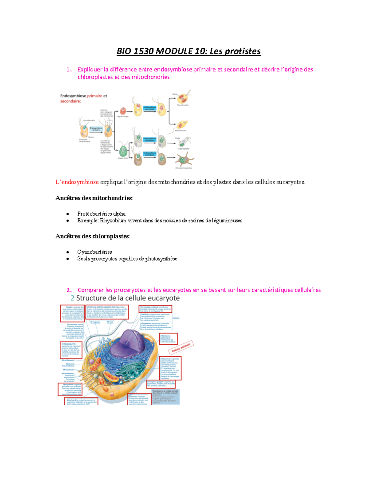 BIO 1530 Module 10 Les protistes - BIO 1530 MODULE 10: Les protistes 1 ...