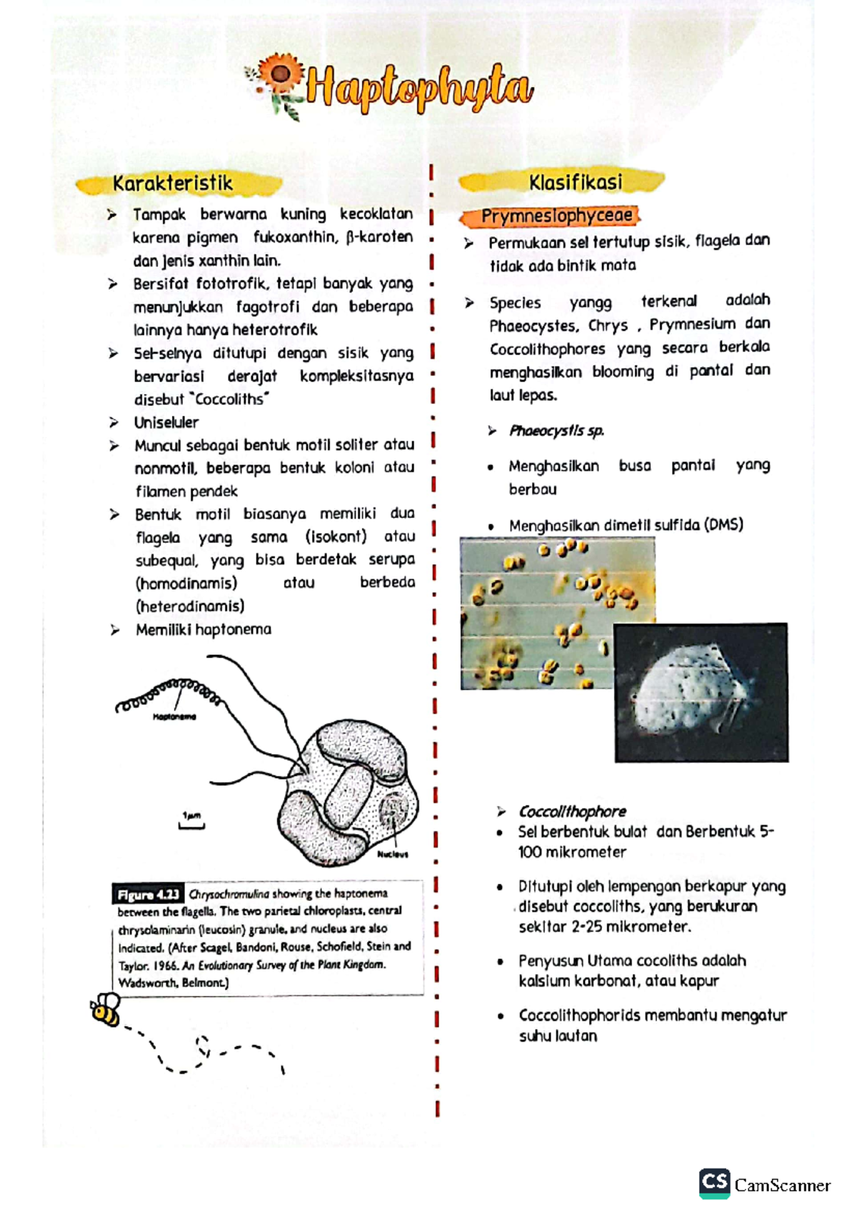 Haptophyta Algae - Botani - CamScanner CamScanner - Studocu