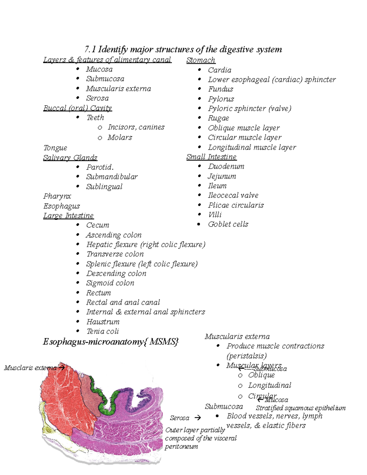 AP Lab Unit 7 - 2022 - 7 Identify major structures of the digestive ...