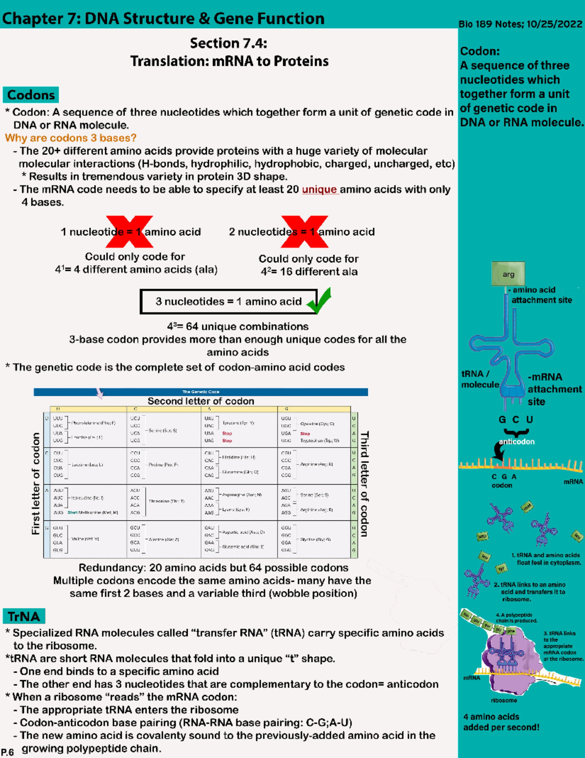Chapter 7: Section 4: Translation: mRNA to Proteins pt2 - BIOL 189 - Studocu