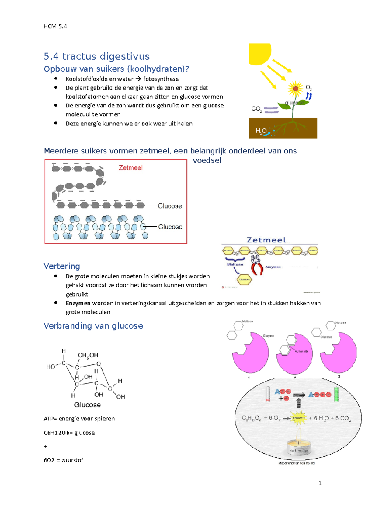 5.4 tractus digestivus - 5 tractus digestivus Opbouw van suikers ...