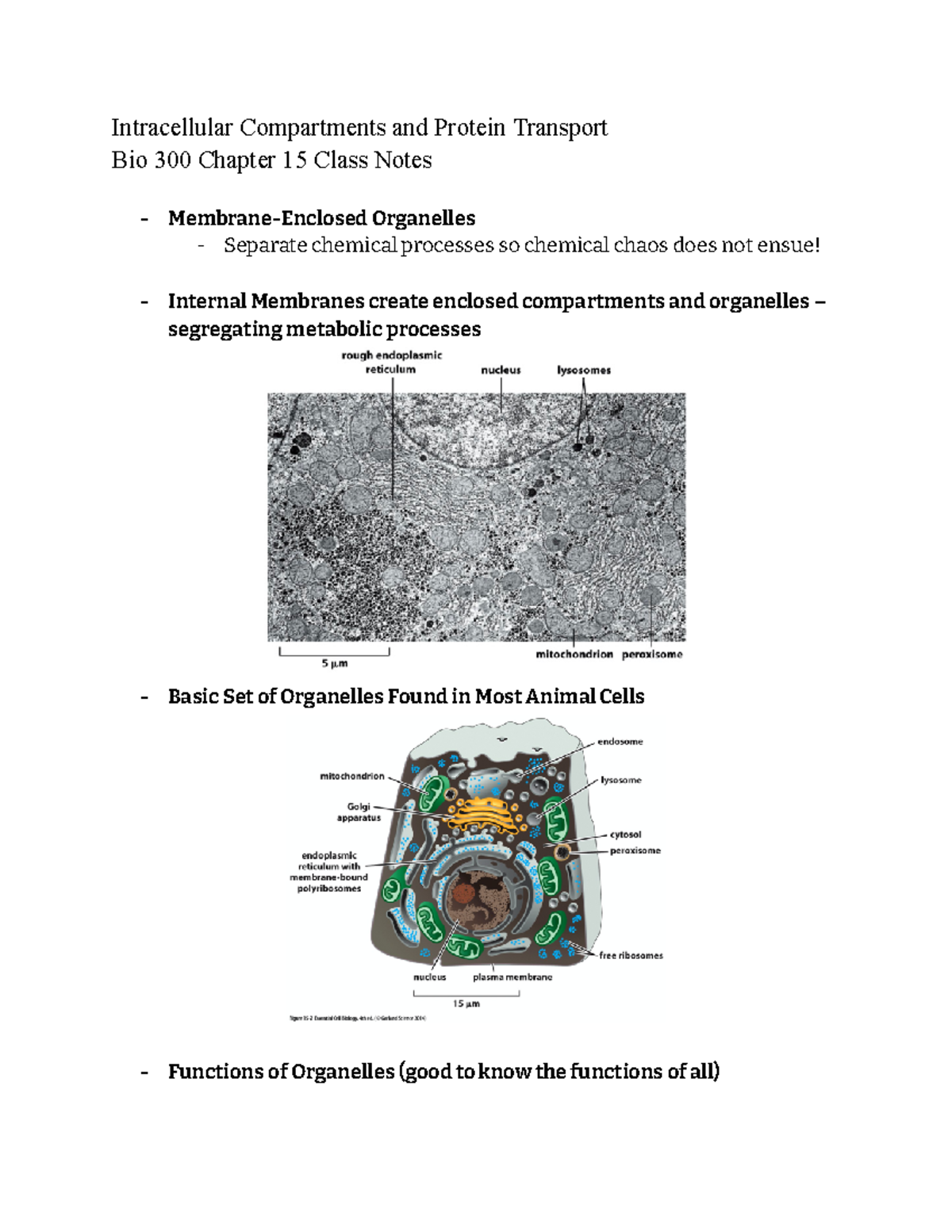 BIOL 300 Chapter 15 - Lecture notes - Intracellular Compartments and ...