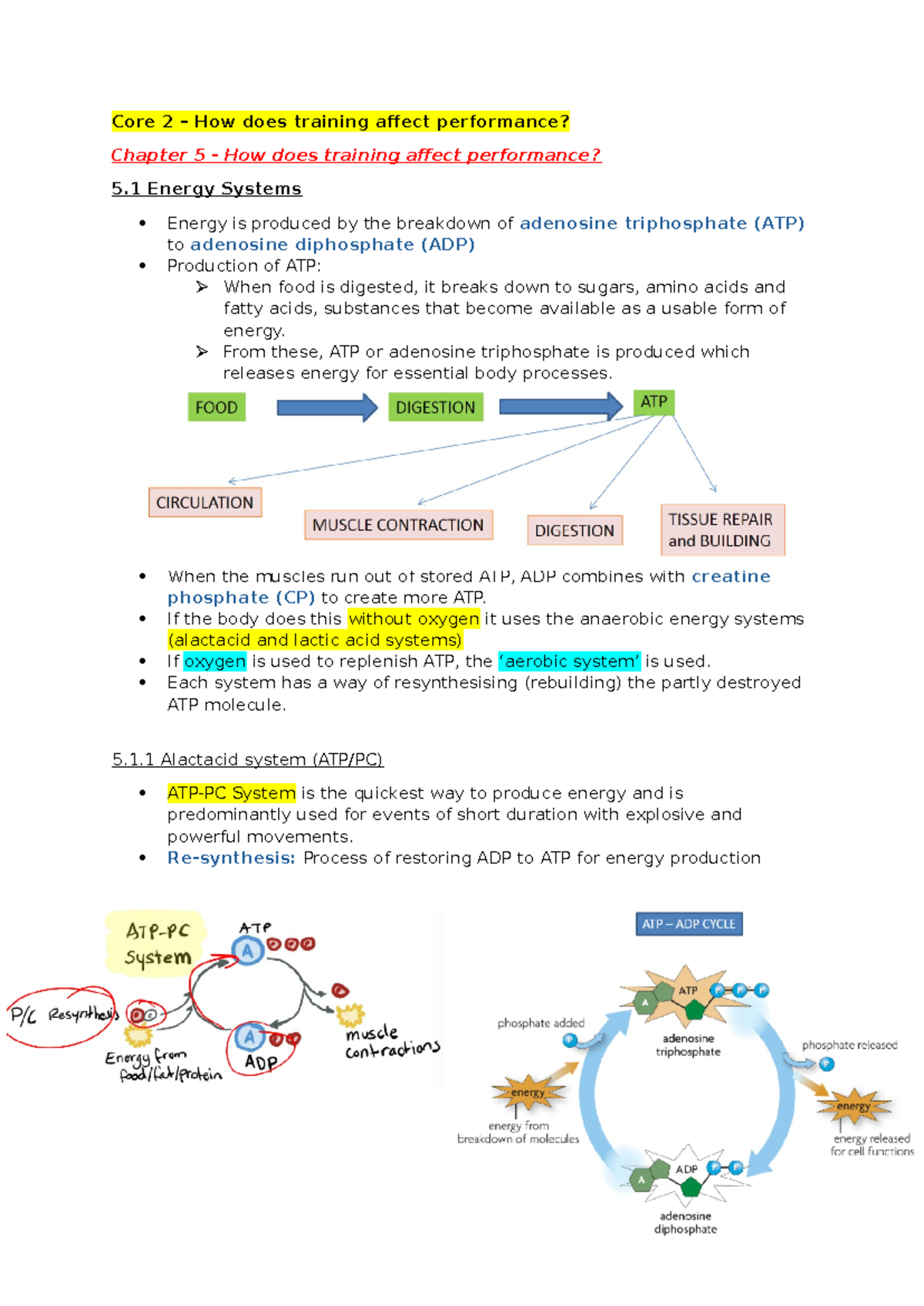 Pdhpe CORE 2 Notes - Core 2 – How does training affect performance ...