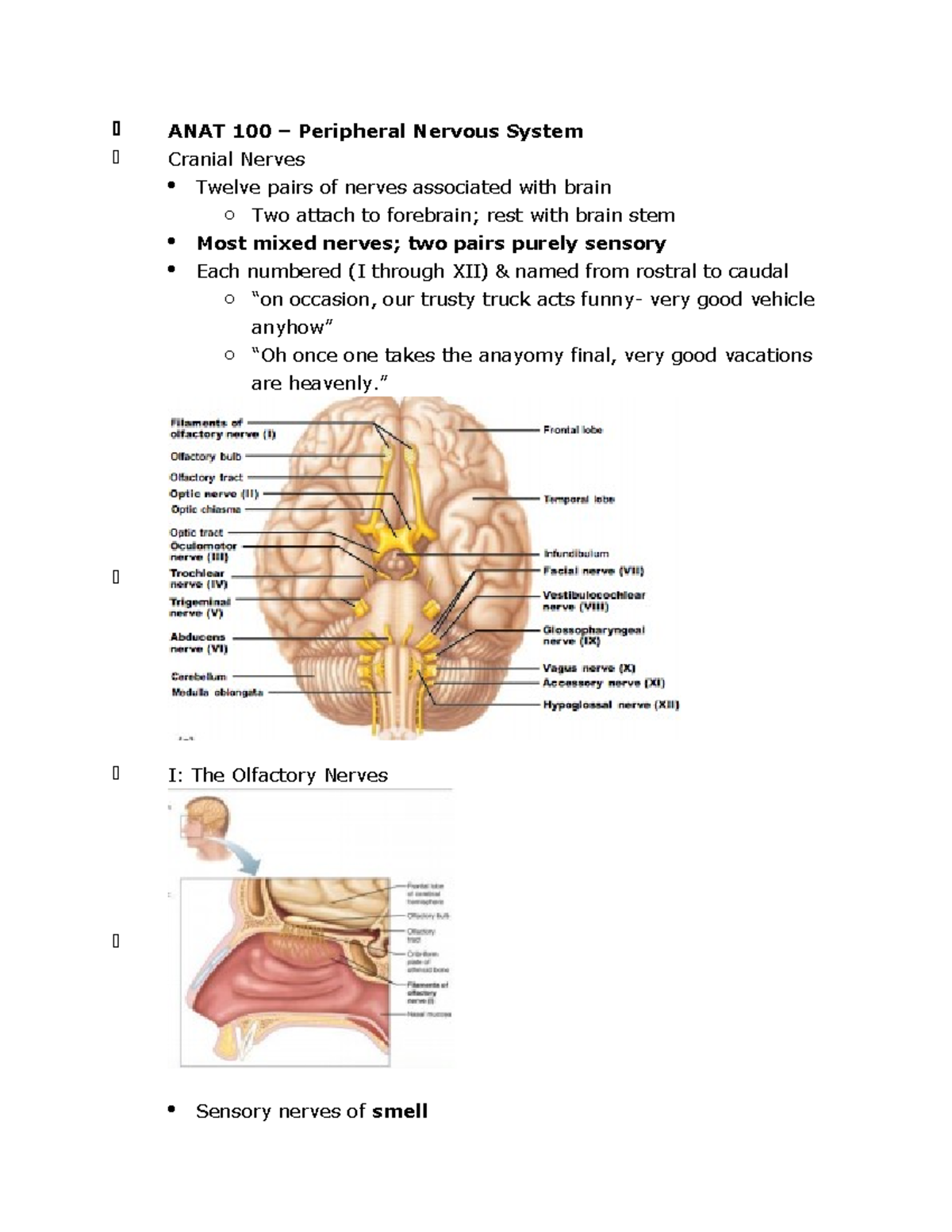 Anat100-peripheralns - ANAT 100 – Peripheral Nervous System Cranial ...