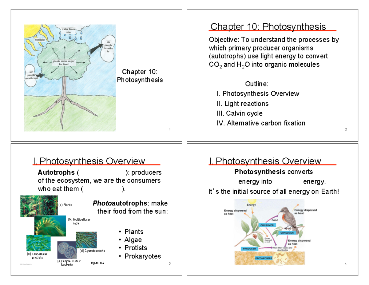 BIO 201 KLB 16 Photosynthesis notes - Chapter 10: Photosynthesis 1 ...