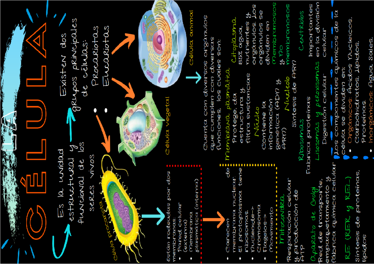 La-celula - VAMOS - Biologia General - Studocu