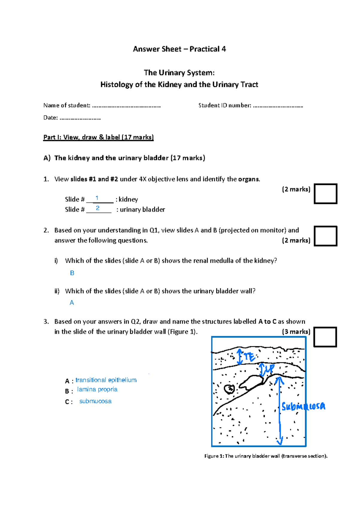 Anatomy Lab 4 - Answer Sheet – Practical 4 The Urinary System: Histology of the Kidney and the ...