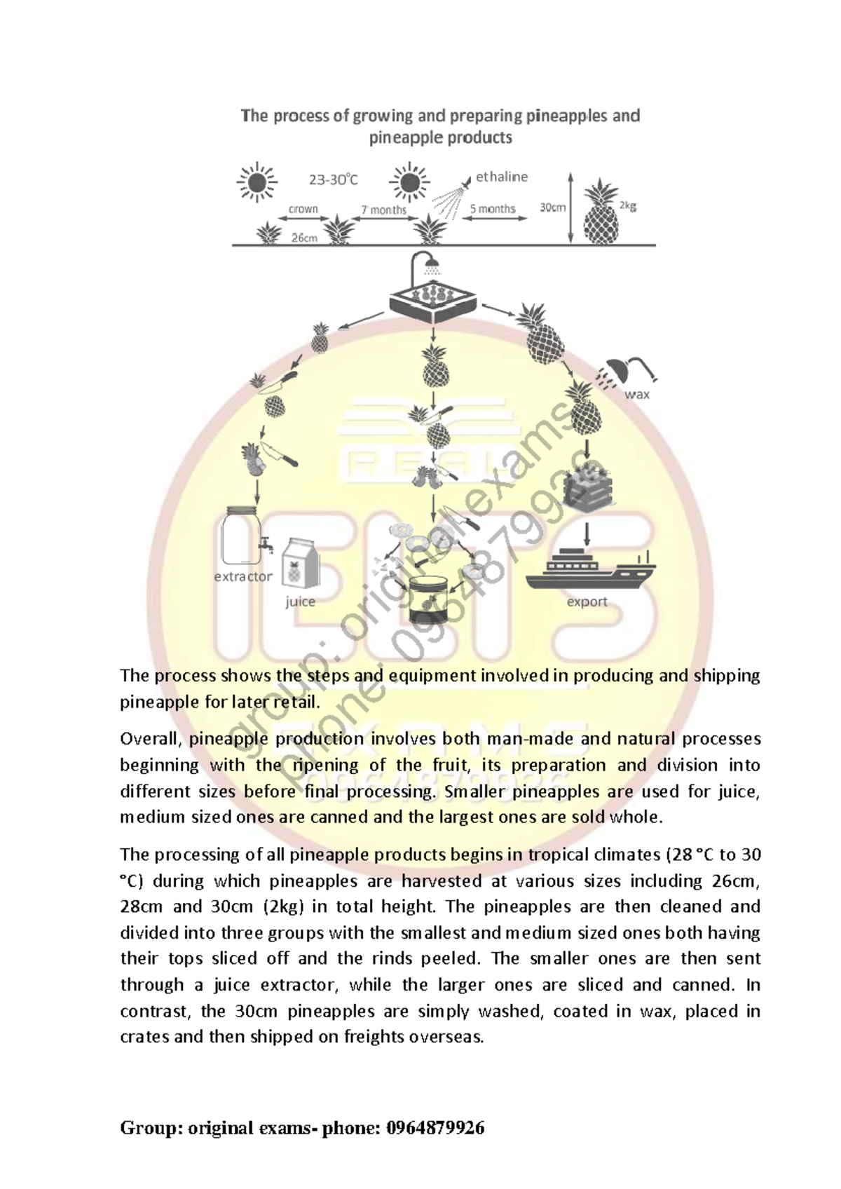 6 Process - pineapple - nbnbkjb - Group: original exams- phone ...