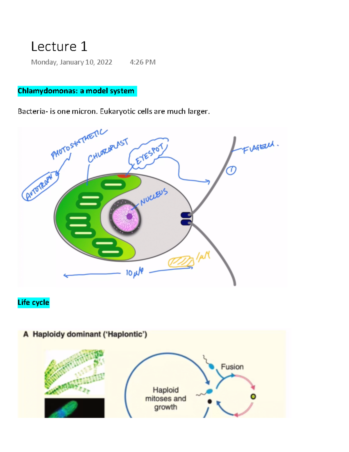 Lecture 1: Cycle 1 Chlamydomonas - Chlamydomonas: a model system ...