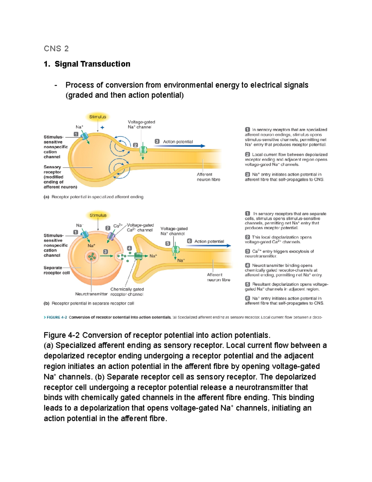 CNS 2 - cns2 - CNS 2 Signal Transduction Process of conversion from ...