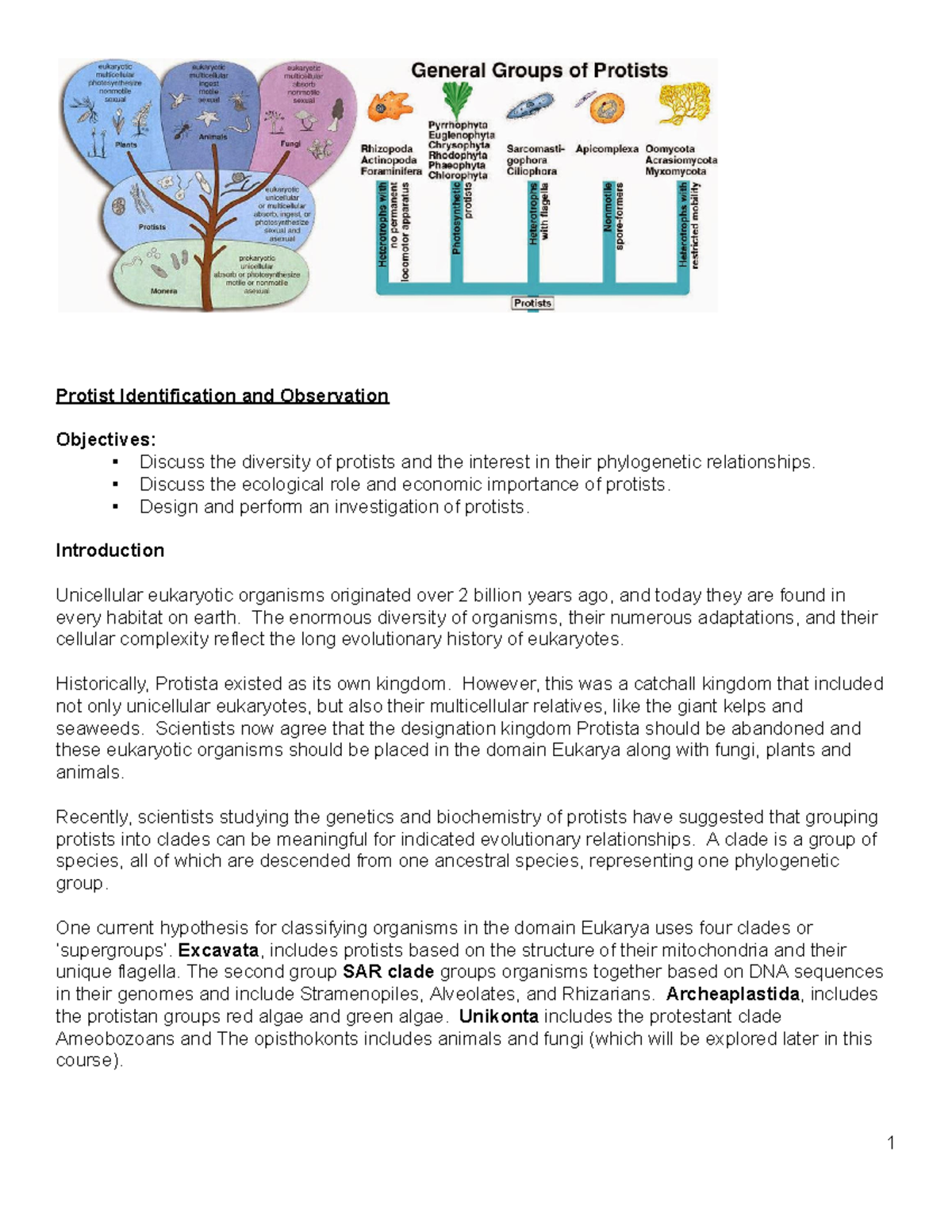 Lab 7 Protists - its an lap report - Protist Identification and Observation Objectives: Discuss ...